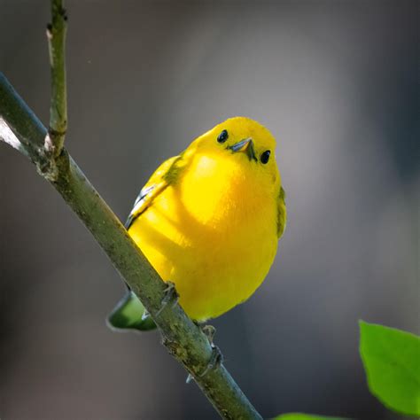 Prothonotary Warbler Lookin Cute Maumee Ohio Usa R