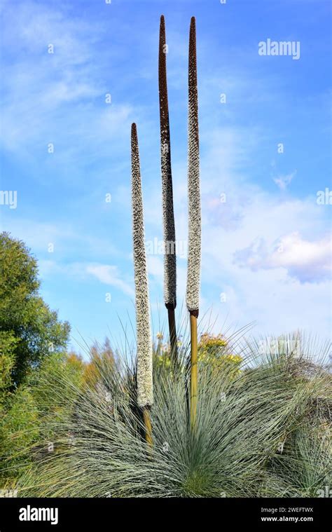 Grass Tree Xanthorrhoea Glauca Is An Arborescent Plant Native To