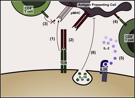 Principles Of Regulatory T Cell Function Immunity