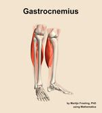 The Gastrocnemius Muscle Of The Leg