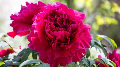 The Best Method For Watering Peonies