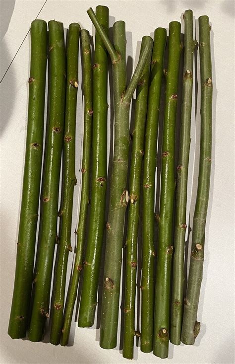 20 Fresh Medium Thick Austree Hybrid Willow Cuttings Fast Growing