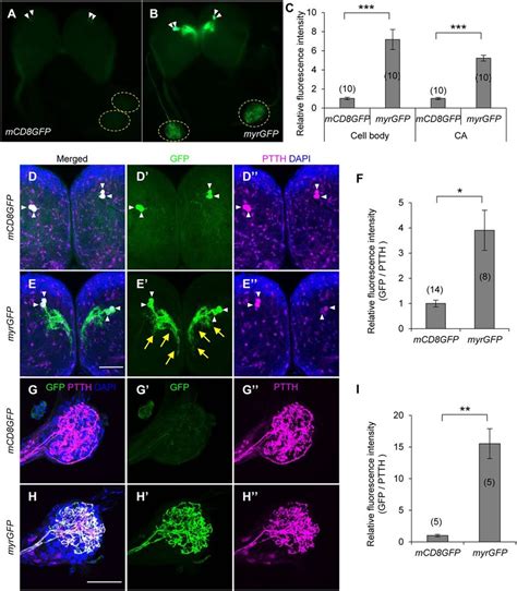 Improved Visualization Of Projection Pattern Of Ptth Neurons Ab Download Scientific Diagram