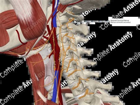 Second Cervical Nerve Complete Anatomy