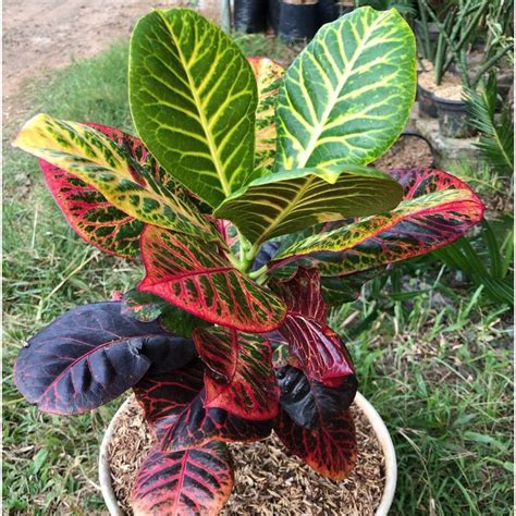 Tanaman Puring Pengertian Jenis Dan Manfaat Alat Pertanian Alat