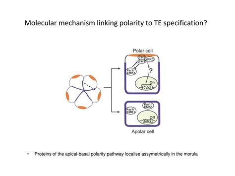 Ppt Lecture 2 Overview Of Preimplantation Development Specification Of The Trophectoderm