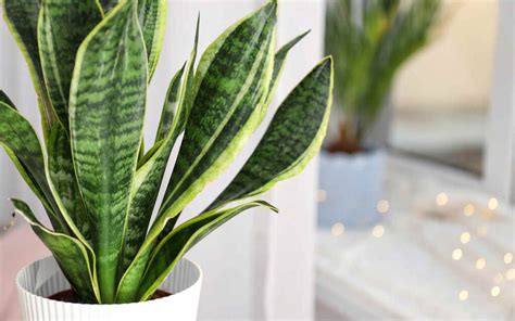 ოთახის მცენარეები რომელთაც უყვართ ჩრდილი სია ფოტოებით და სახელებით