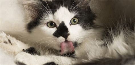 Video Pourquoi Les Chats Se Lèchent Ils Autant Sciences Et Avenir
