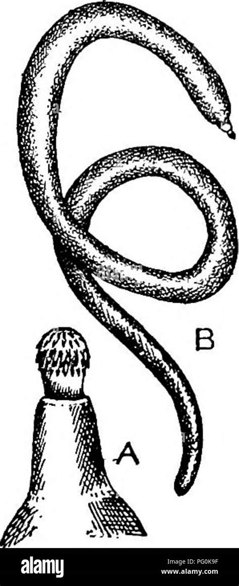 Roundworm Drawing