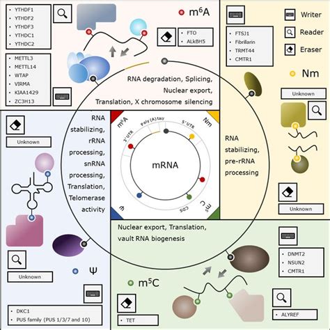 Epitranscriptomic Regulation In Major Brain Disorders Download Scientific Diagram