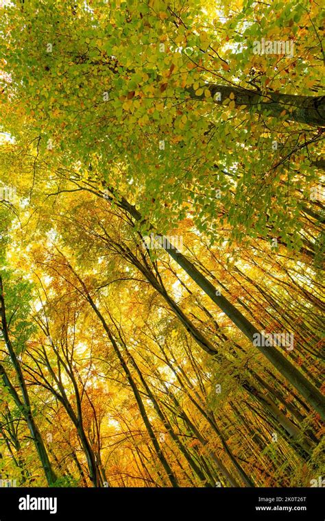 Low View Of Nature Of Autumnal Forest Forest Nature In Autumnal Season