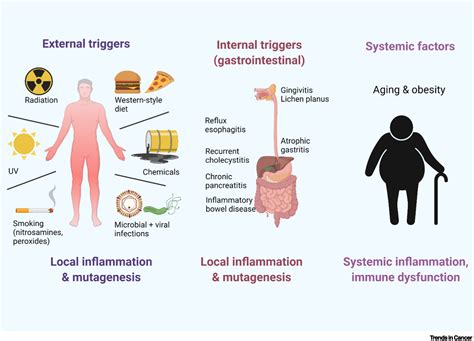 Inflammation The Incubator Of The Tumor Microenvironment Trends In Cancer