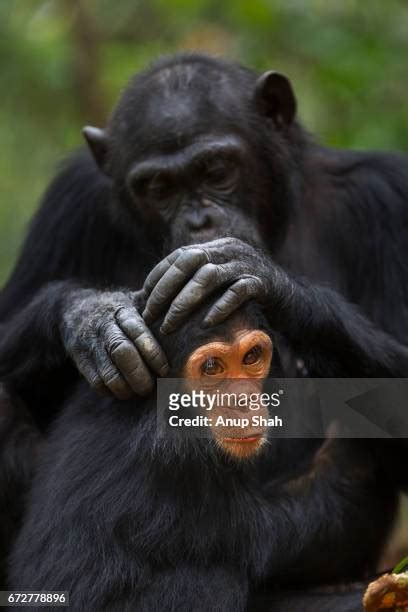 Female Chimpanzee Photos And Premium High Res Pictures Getty Images