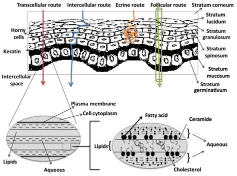 Creative Biostructure On Linkedin Liposomes For Cosmetics