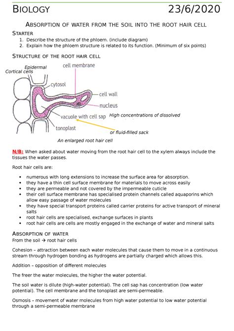 Root Hair Cell Diagram