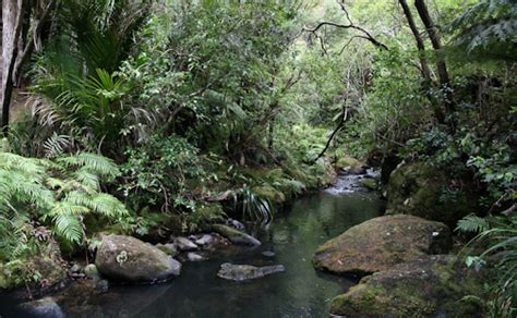 Explore New Zealands Waitakere Ranges Regional Park Adventuresnw