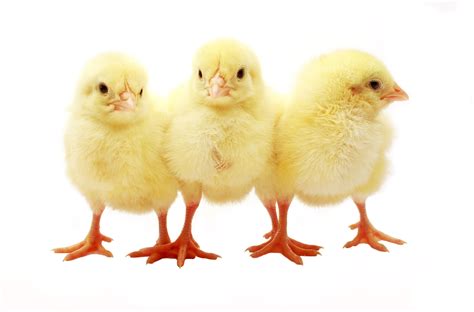 Getting Ready For 25 Chicks Texas Forest Country Living