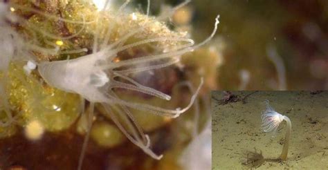 អ្នកវិទ្យាសាស្រ្តអេស្ប៉ាញសិក្សាស្រាវជ្រាវរកឃើញហើយអាចនឹងទំលាយអំពីអាថ៌កំបាំងនៃភាពអមតៈរបស់សត្វខ្ញែស