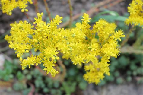 Stonecrop Flowers Succulent Free Photo On Pixabay Pixabay
