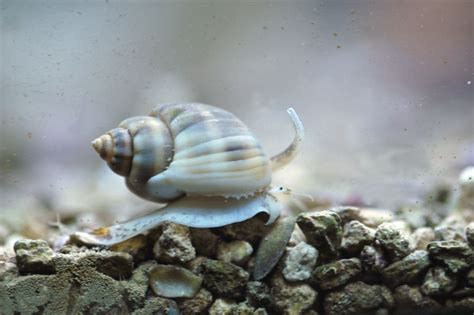 Nassarius