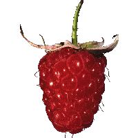 Download Raspberry Png Pic HQ PNG Image FreePNGImg