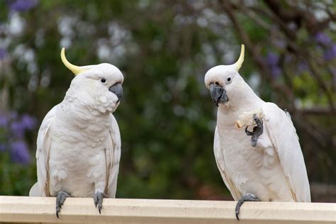 Cockatoos Enjoying Leftover Pizza On Hotel Balcony Are Living The