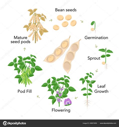Soybean Growing Stages