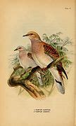 Category Streptopelia Turtur Illustrations Wikimedia Commons