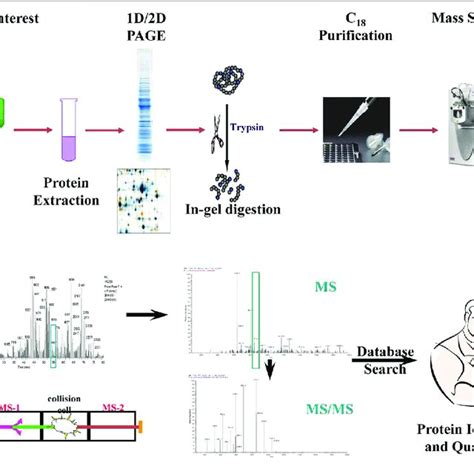 Workflow Of Global Proteome Sequencing And Quantification By Mass