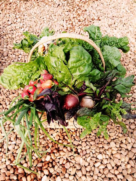 Mhondoro Food Production Diverted To Support Local Community In Need Fivestar Pr