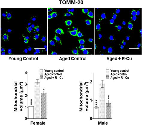Increased Mitochondrial Dysfunction In Ageing Mice And Its Prevention