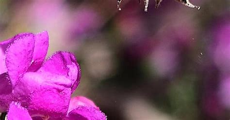Bee Album On Imgur