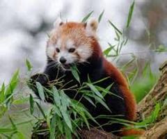 Thẻ ghi nhớ Red pandas Cloze Test Quizlet
