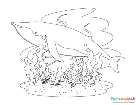 Dessin Baleine Souriante Gratuit à Imprimer Passcoloriage