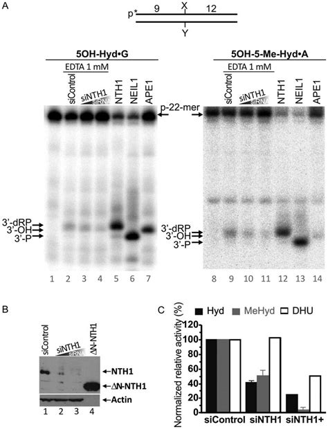 Nth1 Catalyzed Dna Glycosylase Activity Towards Pyrimidine Derived