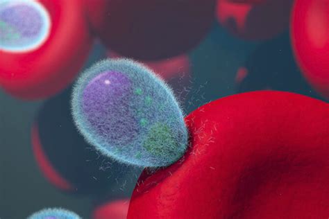 Q A Unlocking The Malaria Parasites Genetic Code