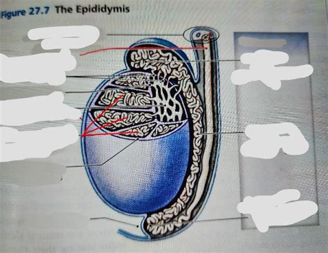 Testies Diagram Quizlet