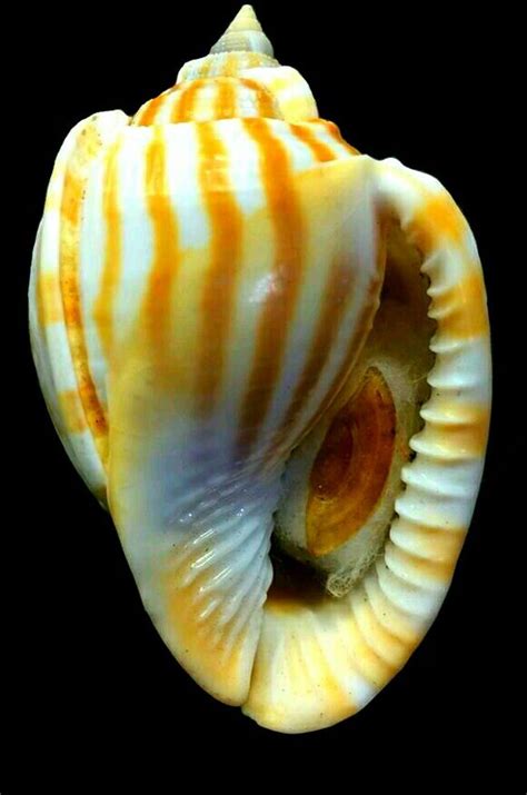 Vastu Tips For Keeping Shankh Or Conch Shell At Home Thpt