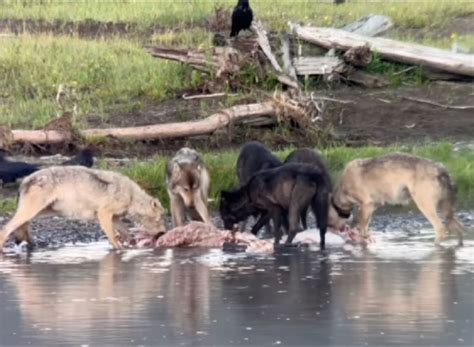 Watch As Grizzly Loses The Battle Over Elk Carcass To Pack Of Wolves