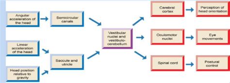 Lecture 23 Physiology Of Motor Control Review Video Lecture Flashcards Quizlet