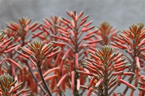 Premium Photo Close Up Of Red Bud Growing On Plant
