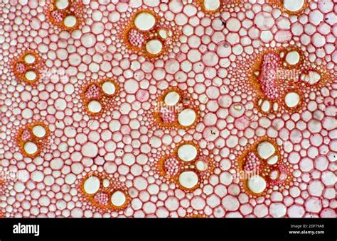 Monocot Root Vascular Bundle