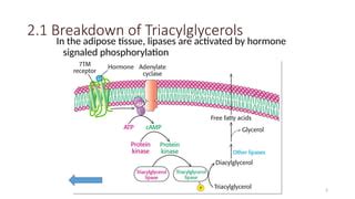 Lecture 2 On The Topic Lipid Metabolismpptx