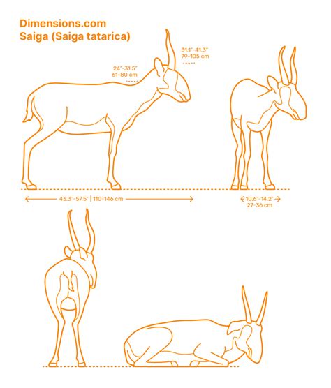 Common Tsessebe Damaliscus Lunatus Lunatus Dimensions And Drawings