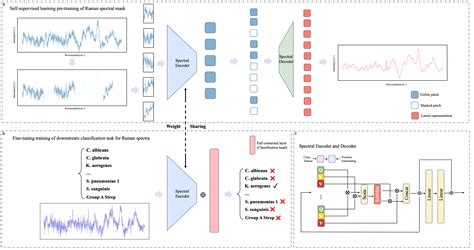 A Self Supervised Learning Method For Raman Spectroscopy Based On