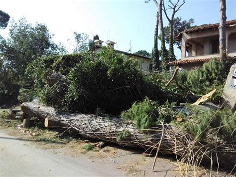 Forte Vento In Toscana Molti Alberi Caduti E Disagi In Versilia