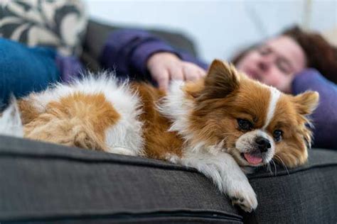 Can Dogs Get Sexually Attracted To Humans Daily Dog Stuff