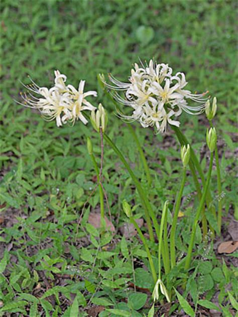 シロバナマンジュシャゲ Lycoris x albiflora ヒガンバナ科 Amaryllidaceae ヒガンバナ属 三河の植物観察