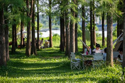 나무 숲 여름 Pixabay의 무료 사진