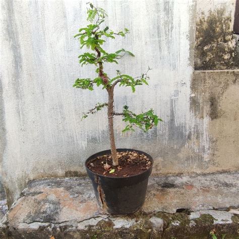 Jual Bonsai Asem Jawa Asam Jawa Shopee Indonesia